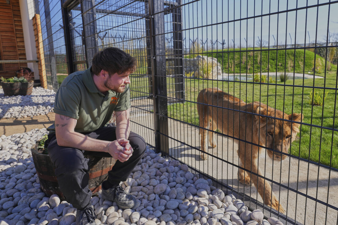 5 lions rescued from the war in Ukraine settle into a new life in ...